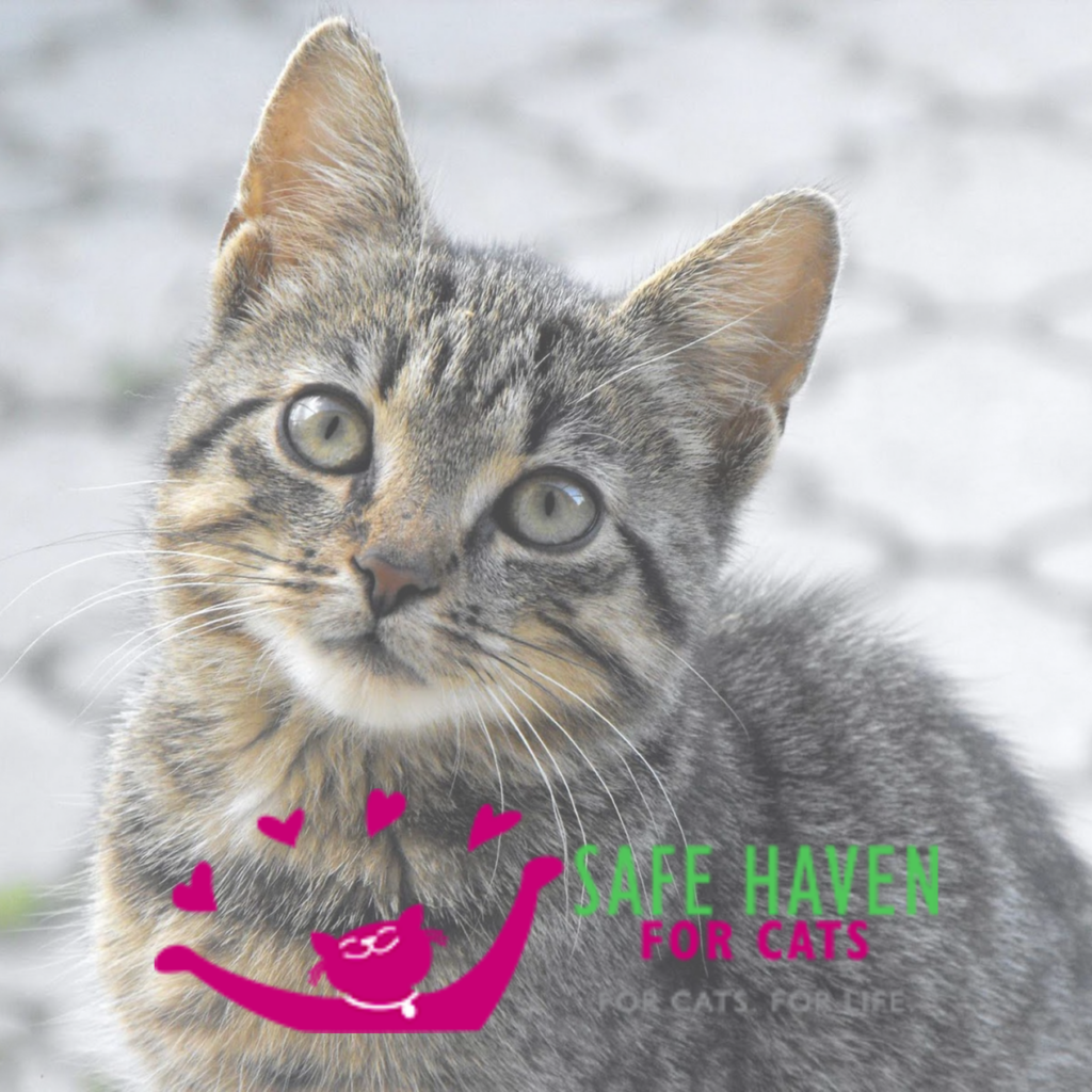 SAFE Haven for Cats | John William Pope Foundation